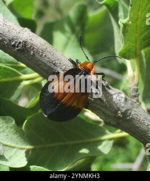 Netwing Beetles (Lycus Stock Photo - Alamy