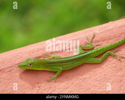 East Dominican Green Anole (Anolis callainus), Reptilia, Moca ...