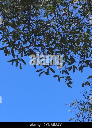 Darlington Oak (Quercus hemisphaerica Stock Photo - Alamy