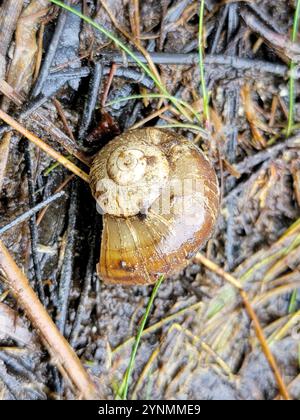 Common Apple Snails (Pomacea Stock Photo - Alamy