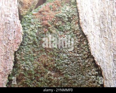 Board Lichen (Trapeliopsis flexuosa Stock Photo - Alamy