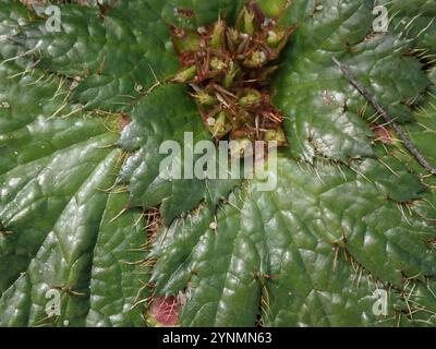 Bear's-foot (Arctopus echinatus Stock Photo - Alamy