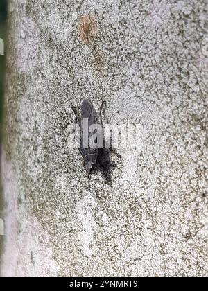 Pigeon Louse Fly (Pseudolynchia canariensis Stock Photo - Alamy