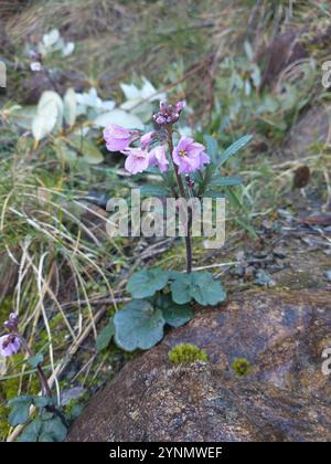 (Cardamine nuttallii gemmata Stock Photo - Alamy
