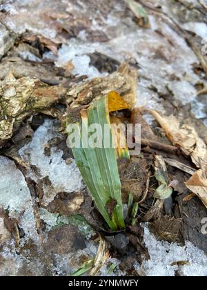 White Bear Sedge (Carex albursina) Plantae Stock Photo - Alamy