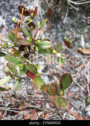 dwarf huckleberry (Gaylussacia dumosa Stock Photo - Alamy
