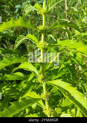 Australian gypsywort (Lycopus australis Stock Photo - Alamy