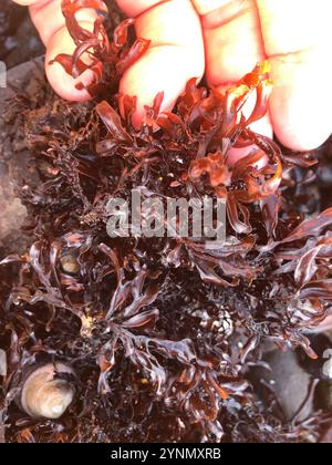 encrusting red algae (Mastocarpus Stock Photo - Alamy