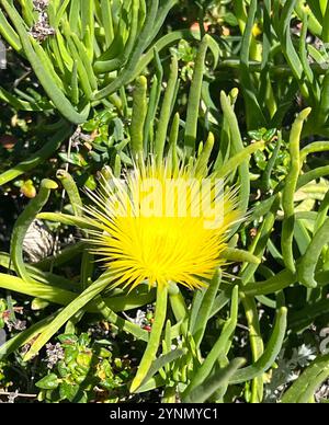Pig's-root (Conicosia pugioniformis Stock Photo - Alamy