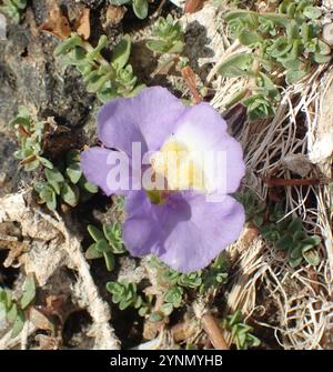 New Zealand Musk (Thyridia repens Stock Photo - Alamy