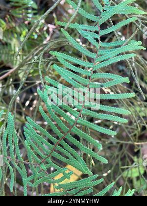 Pouched Coral Fern (Gleichenia dicarpa Stock Photo - Alamy