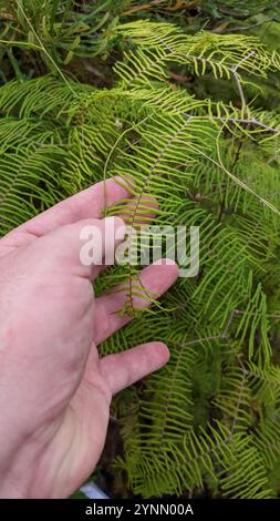 Pouched Coral Fern (Gleichenia dicarpa) Plantae Stock Photo - Alamy