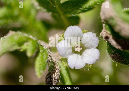 Aunt Lucy (Ellisia nyctelea Stock Photo - Alamy
