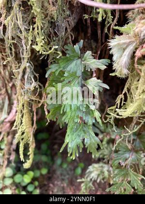 Shiny filmy-fern, Hymenophyllum flabellatum with fertile fronds ...