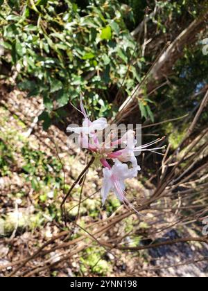 Mountain Azalea (Rhododendron canescens Stock Photo - Alamy