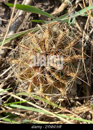 Miniature Barrel Cactus (Hamatocactus setispinus) Plantae Stock Photo ...