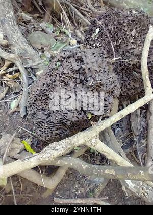 Conehead Termites (Nasutitermes Stock Photo - Alamy