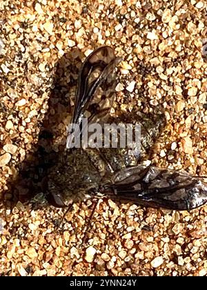 Cone-snout Bee Fly (Conophorus fenestratus) Insecta Stock Photo - Alamy