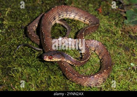 Asian Slug Snake (Asthenodipsas vertebralis Stock Photo - Alamy