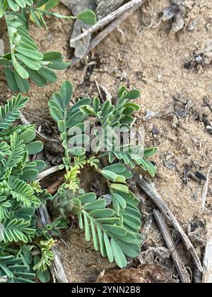 Dalea emarginata Dalea emarginata Stock Photo - Alamy