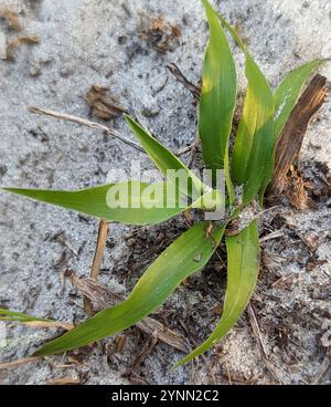 Thin Paspalum (Paspalum setaceum Stock Photo - Alamy