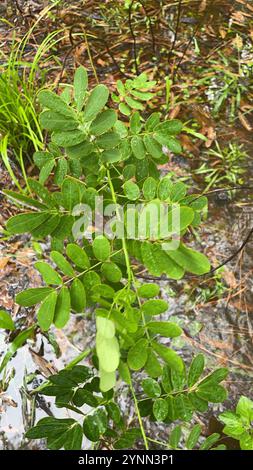Easter Cassia (Senna pendula glabrata Stock Photo - Alamy