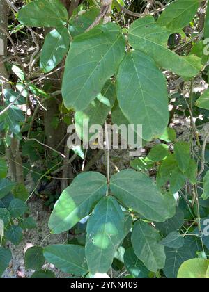 Burny Bean (Mucuna gigantea Stock Photo - Alamy