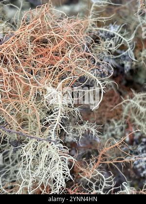 Red Beard Lichen (Usnea rubicunda Stock Photo - Alamy