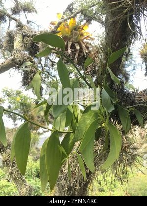 trailing lily (Bomarea multiflora Stock Photo - Alamy