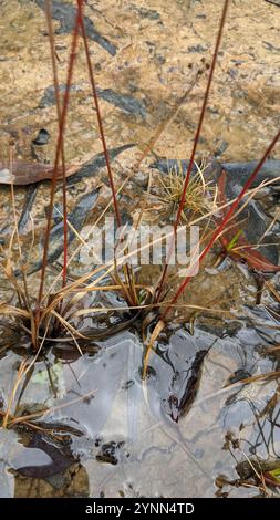 Flat-leaved Rush (Juncus planifolius Stock Photo - Alamy