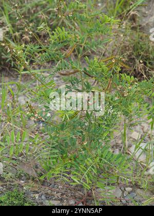 South African hoarypea (Tephrosia noctiflora Stock Photo - Alamy