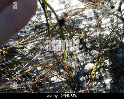 Common Grasslily (Caesia contorta Stock Photo - Alamy