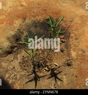 pinks, cactuses, and allies (Caryophyllales Stock Photo - Alamy