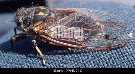 Tasman Twanger (Diemeniana cincta Stock Photo - Alamy