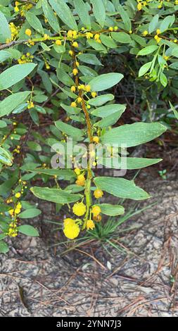 flat-stemmed wattle (Acacia complanata Stock Photo - Alamy