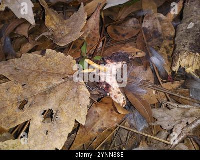Round-tailed Muskrat (Neofiber alleni Stock Photo - Alamy