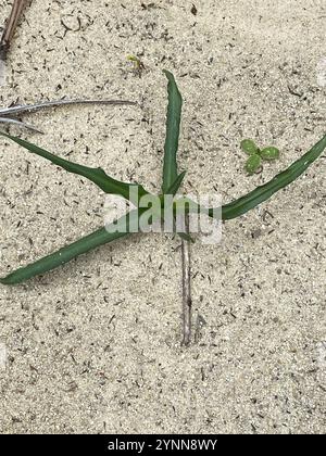 small-flowered soaproot (Hooveria parviflora Stock Photo - Alamy