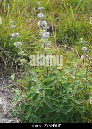 Common Bluebeard (Caryopteris incana Stock Photo - Alamy