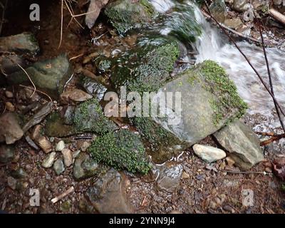 Hygrohypnum Moss (Hygrohypnella ochracea Stock Photo - Alamy