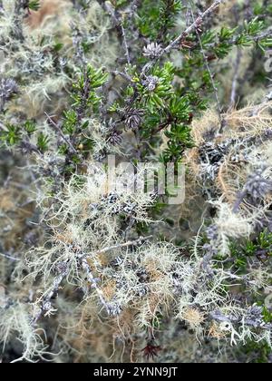 Red Beard Lichen (Usnea rubicunda Stock Photo - Alamy