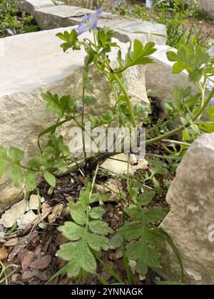 Texas baby blue eyes (Nemophila phacelioides Stock Photo - Alamy