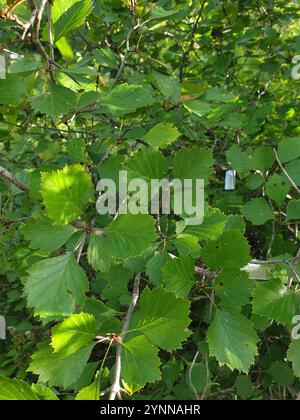 Glabrous-fruit Fireberry Hawthorn (Crataegus chrysocarpa phoeniceoides ...