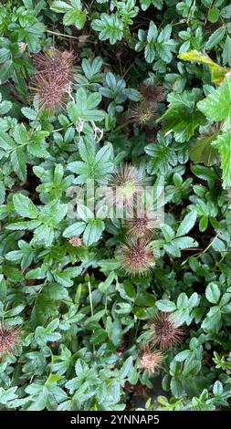 Two-spined Acaena, acaena ovalifolia Stock Photo - Alamy