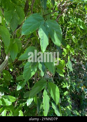 Burny Bean (Mucuna gigantea Stock Photo - Alamy