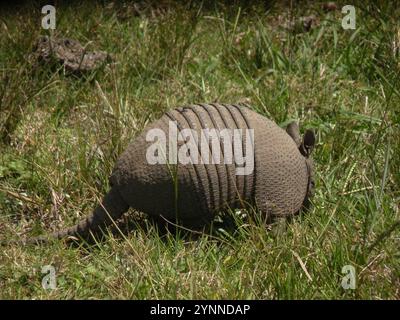Southern Seven-banded Armadillo (Dasypus septemcinctus hybridus Stock ...