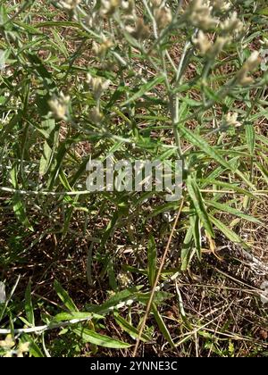 sweet everlasting (Pseudognaphalium obtusifolium Stock Photo - Alamy