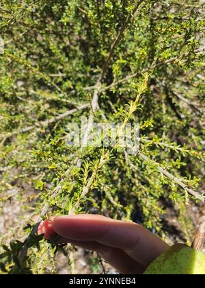 Coastal tree daisy (Olearia solandri Stock Photo - Alamy