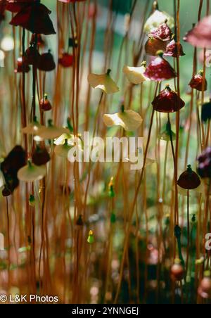 Brilliant Red Dung Moss (Splachnum rubrum Stock Photo - Alamy