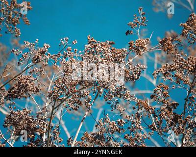 Subcostate Crape Myrtle (Lagerstroemia subcostata) Plantae Stock Photo ...