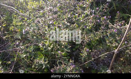 strigose alkanet (Alkanna strigosa Stock Photo - Alamy